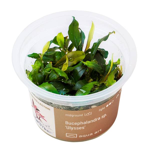 BUCEPHALANDRA SP.ULYSSES - AQUA ART - PIANTE PIANTE AQUA ART IN VITRO - Tropical Nature Acquarologia