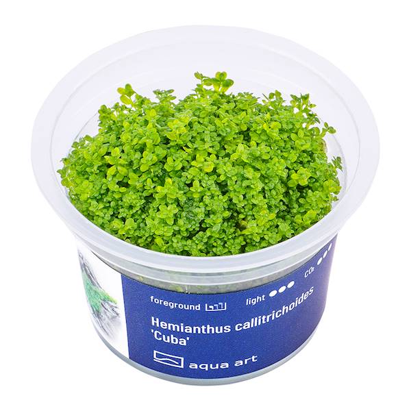 HEMIANTHUS CALLITRICHOIDES CUBA - AQUA ART - PIANTE PIANTE AQUA ART IN ...